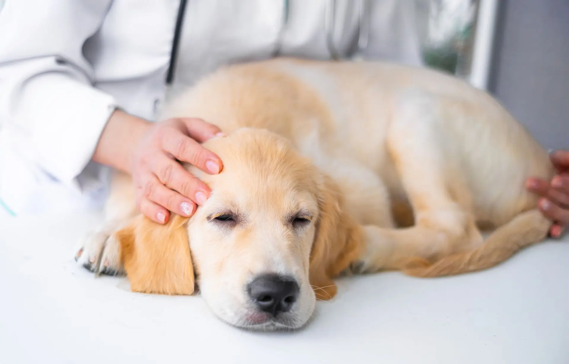 ¿Qué hace el veterinario cuando muere un perro?
